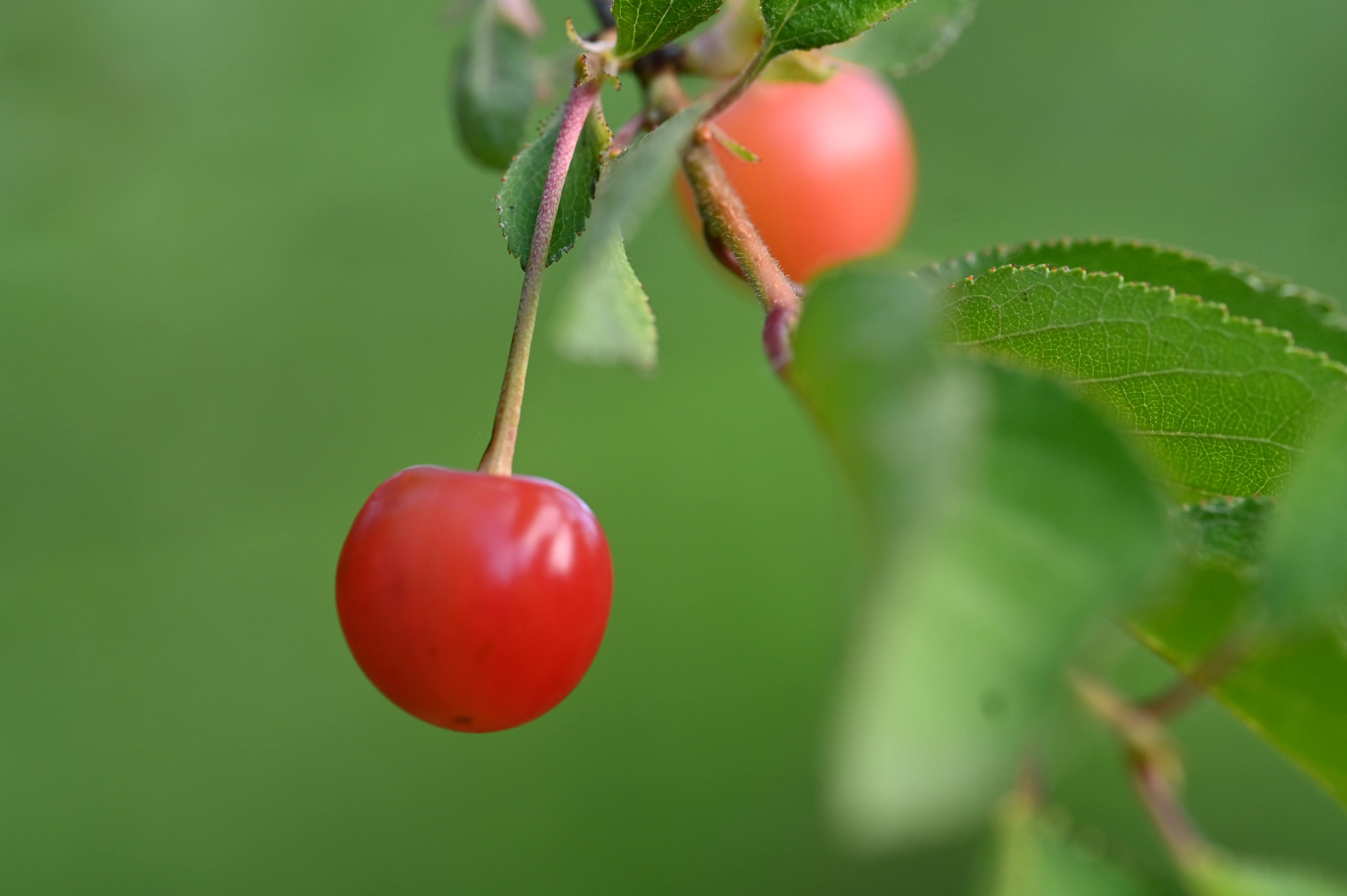 Pucker Up with Romance Cherries – Ottawa Food Forests